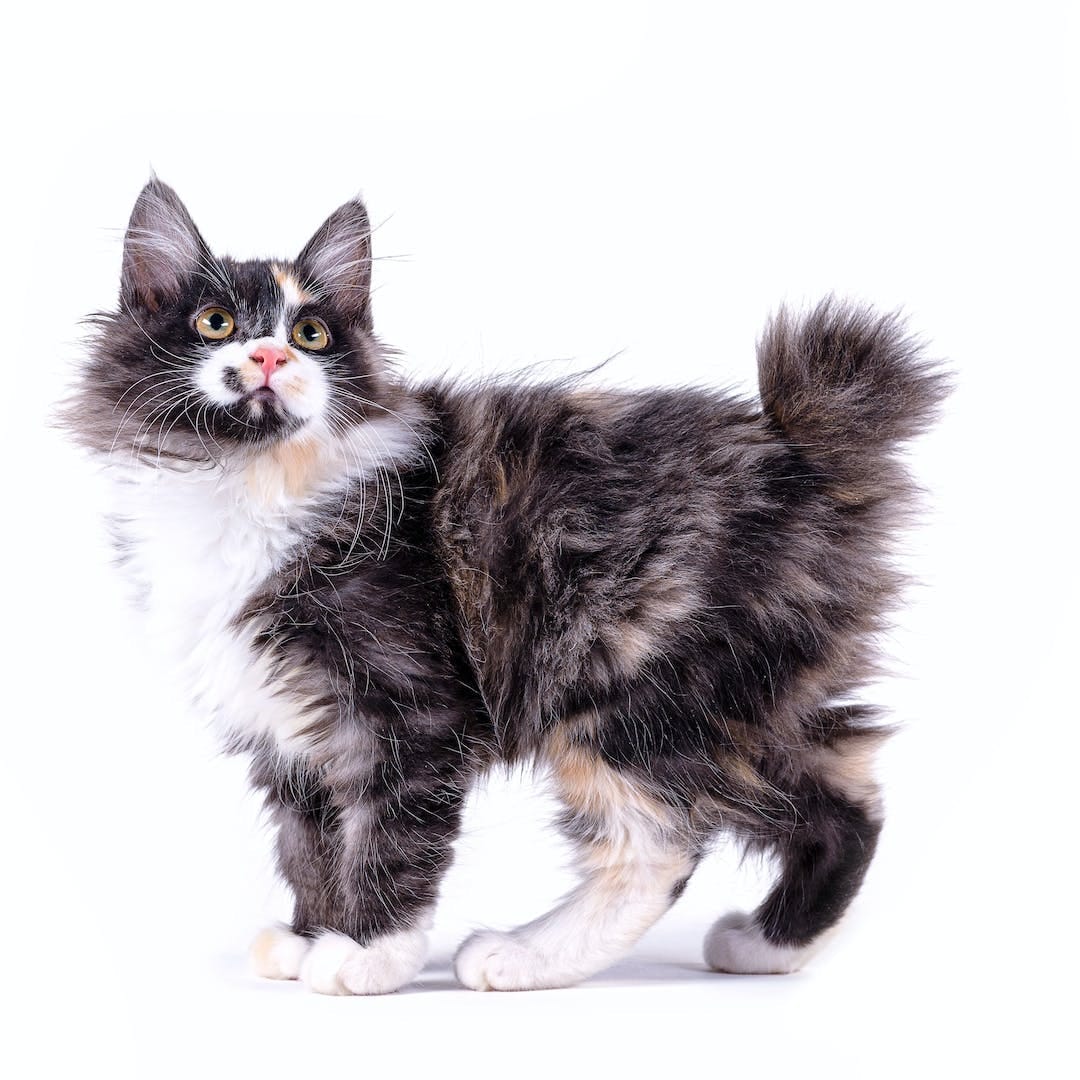 Cat Breeds - Pets TheCountyOffice