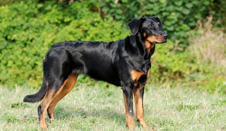 Beauceron Profile - Pets TheCountyOffice