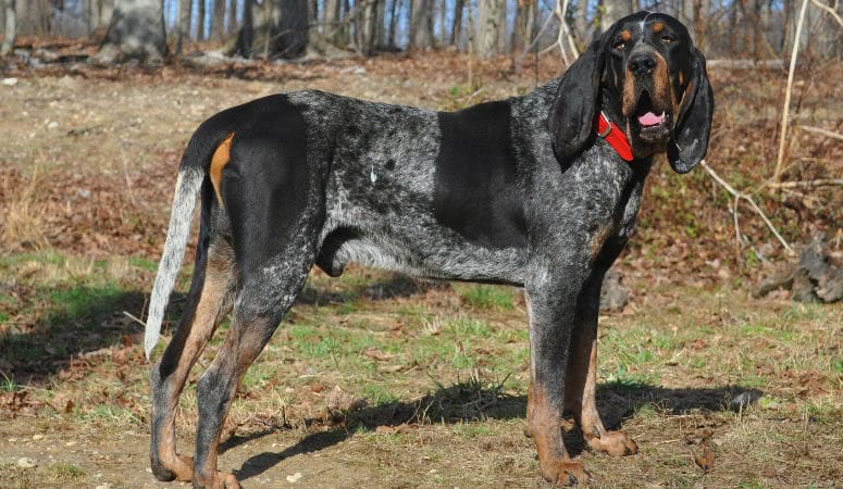 Bluetick Coonhound Profile - Pets TheCountyOffice