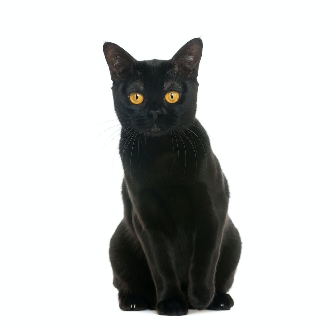 Bombay Profile - Find Paw Pal