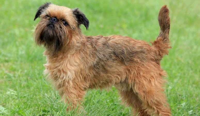Brussels Griffon Profile - Pets TheCountyOffice