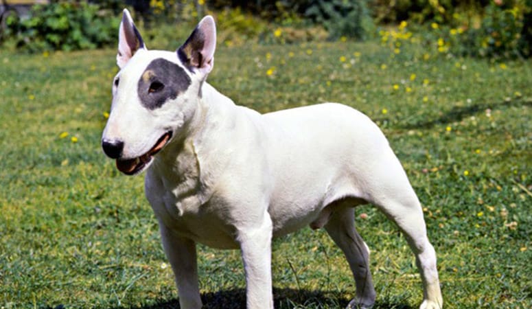 Bull Terrier Profile - Find Paw Pal