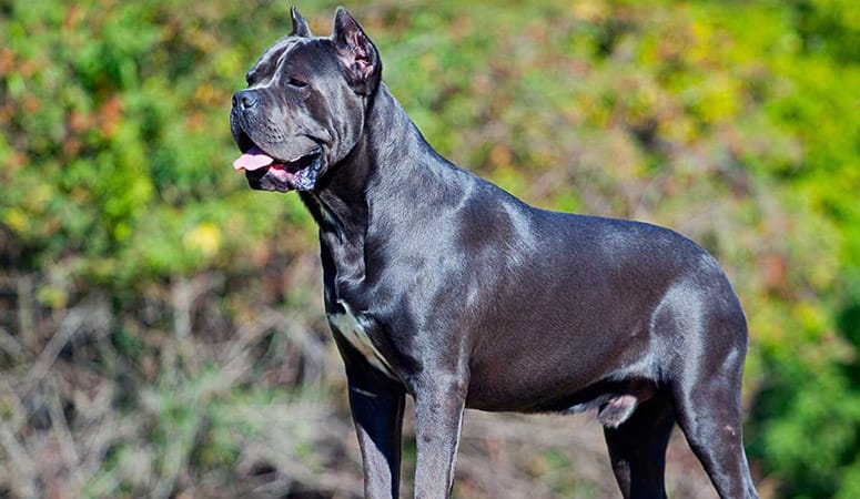 Cane Corso Profile - Pets TheCountyOffice