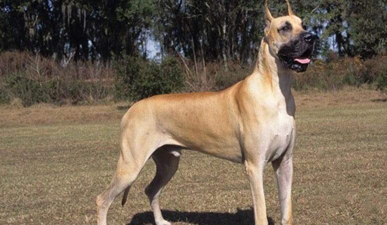 Great Dane Profile - Find Paw Pal