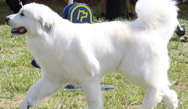 Great Pyrenees Profile - Pets TheCountyOffice