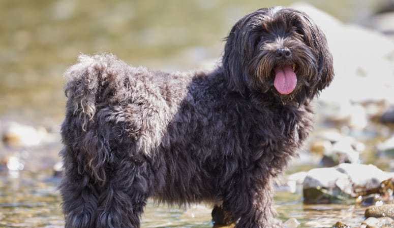 Havanese Profile - Pets TheCountyOffice