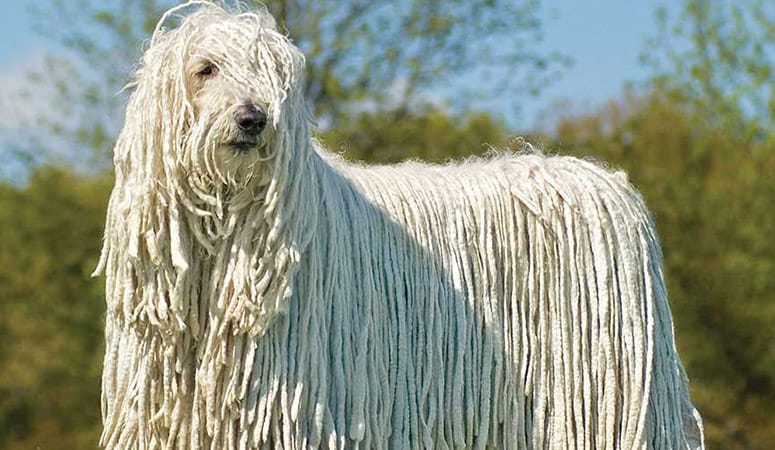 Komondor Profile - Find Paw Pal