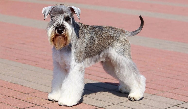 Miniature Schnauzer Profile - Pets TheCountyOffice