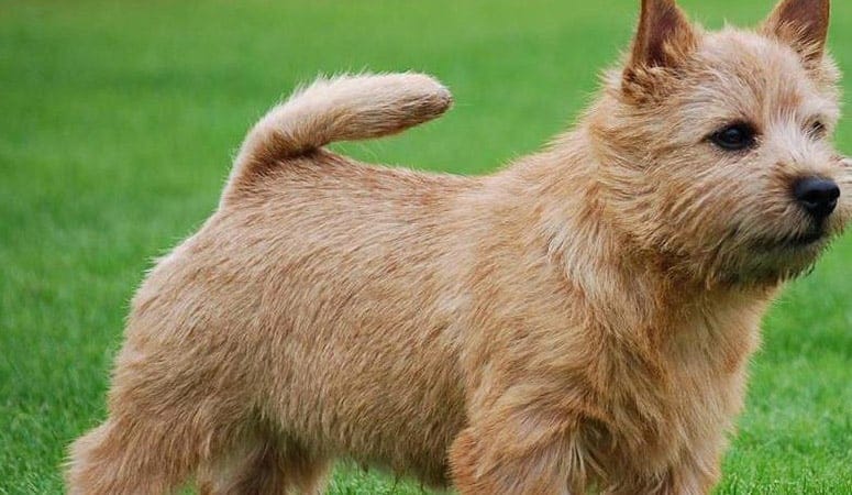 Norwich Terrier Profile - Find Paw Pal