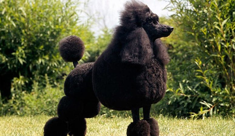 Poodle (Standard) Profile - Find Paw Pal