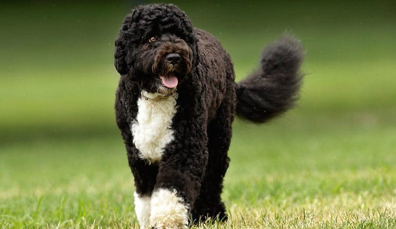 Portuguese Water Dog Profile - Find Paw Pal