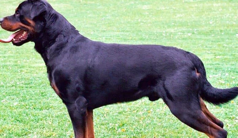 Rottweiler Profile - Pets TheCountyOffice