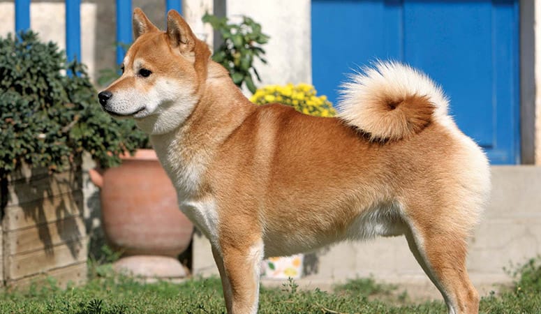 Shiba Inu Profile - Pets TheCountyOffice