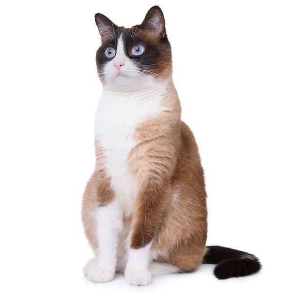 Snowshoe Profile - Pets TheCountyOffice