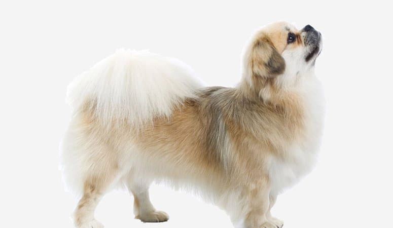 Tibetan Spaniel Profile - Pets TheCountyOffice