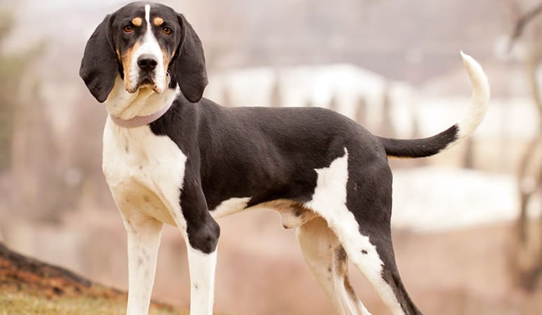 American English Coonhound Profile - Pets TheCountyOffice