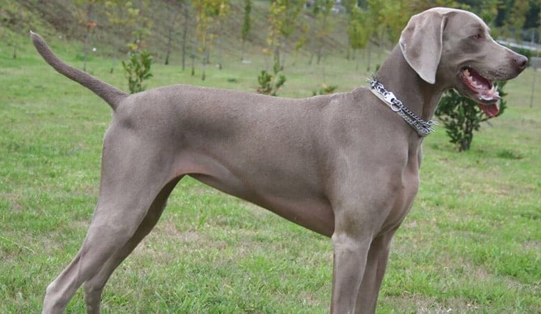 Weimaraner Profile - Find Paw Pal
