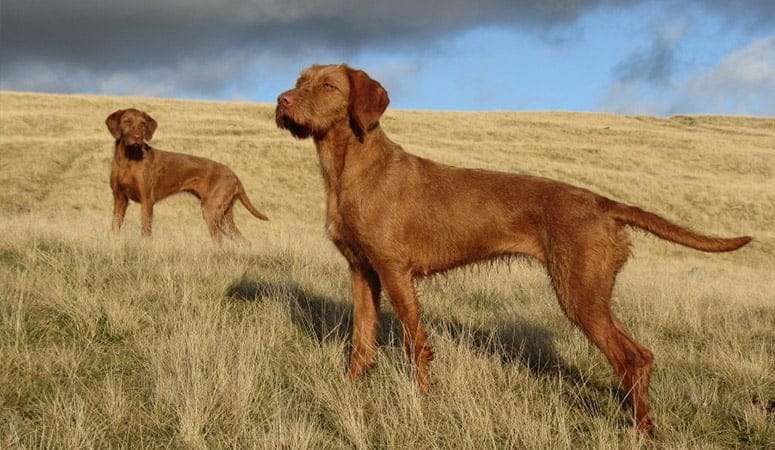 Vizsla Profile - Find Paw Pal