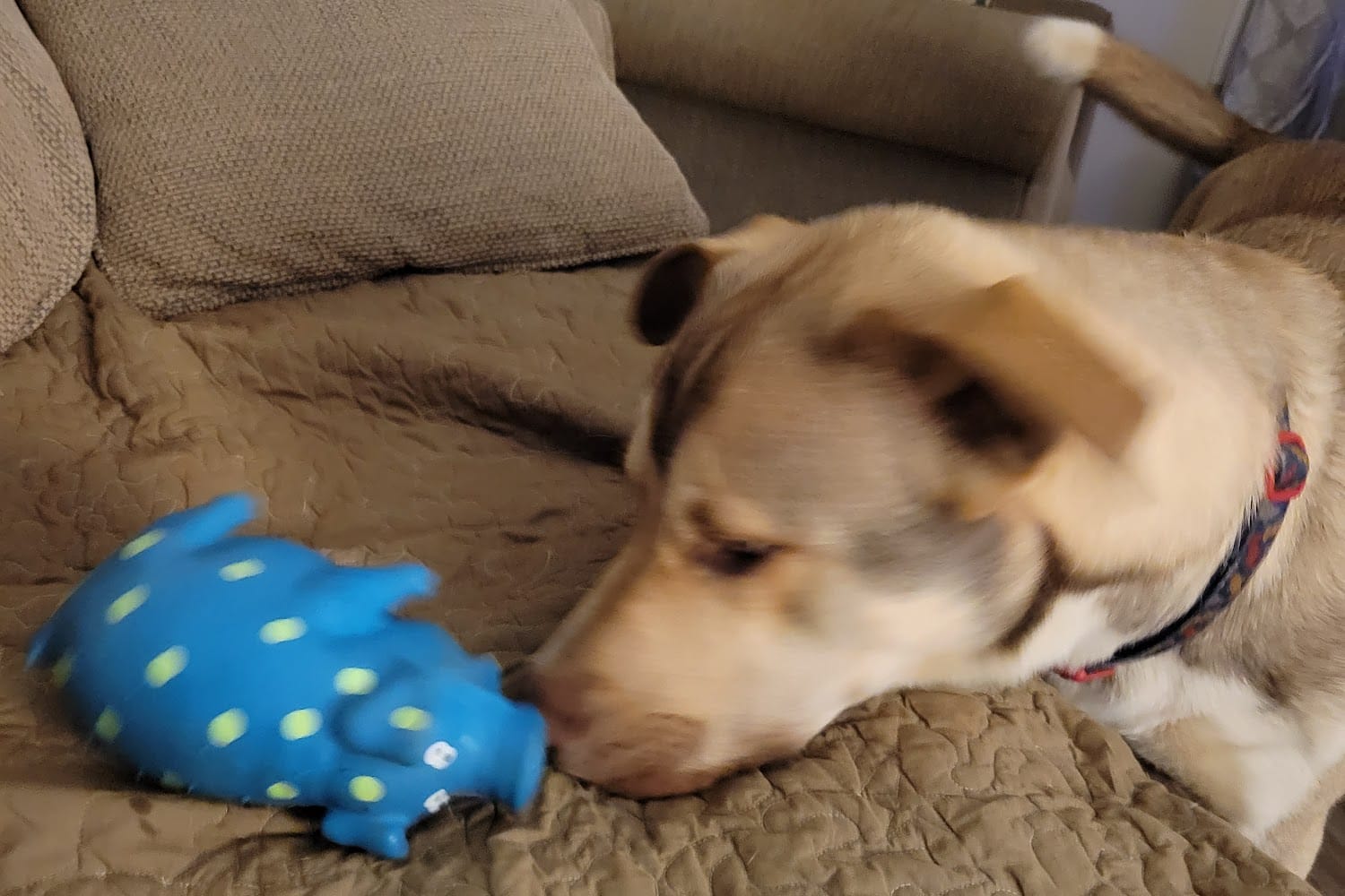 LaGrange - Troup County Humane Society in LaGrange, GA - Find Paw Pal