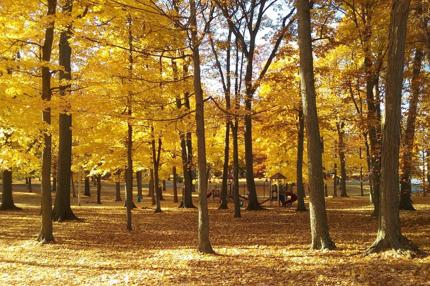 Animal Shelter in Lansing, MI - The County Office