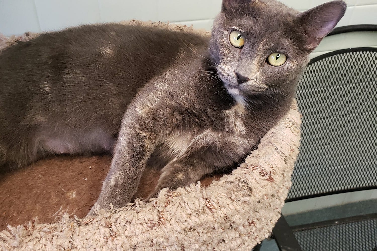 Herkimer County Humane Society in Mohawk, NY - Find Paw Pal