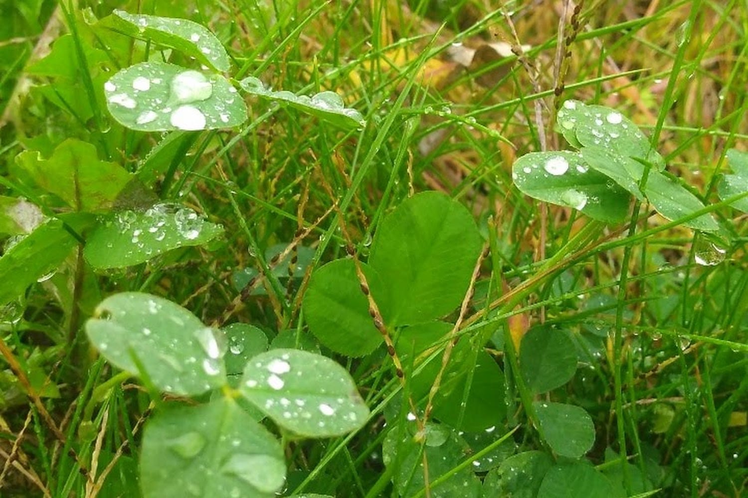 Passport Office in Minnesota - The County Office