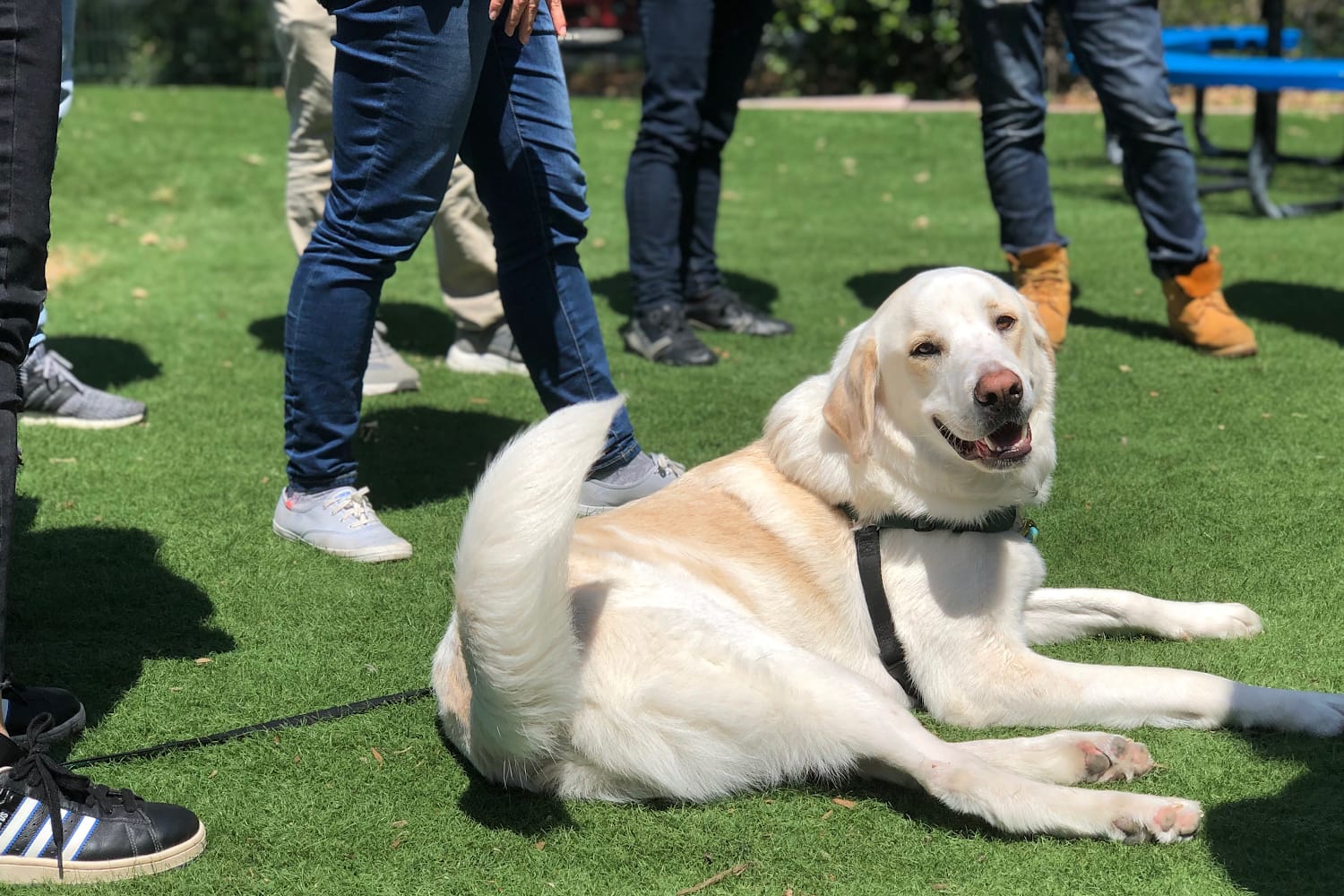 Humane Society of Silicon Valley in Santa Clara, CA - Find Paw Pal