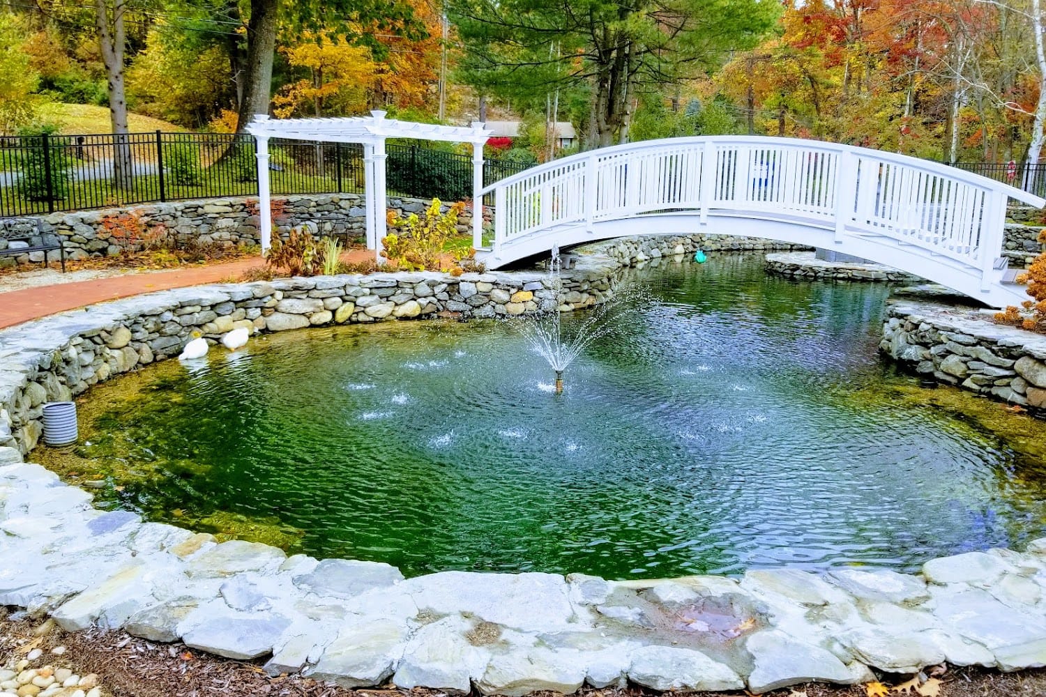 Neady Cats, Inc Aka Cats In Need in Sterling, MA - Find Paw Pal