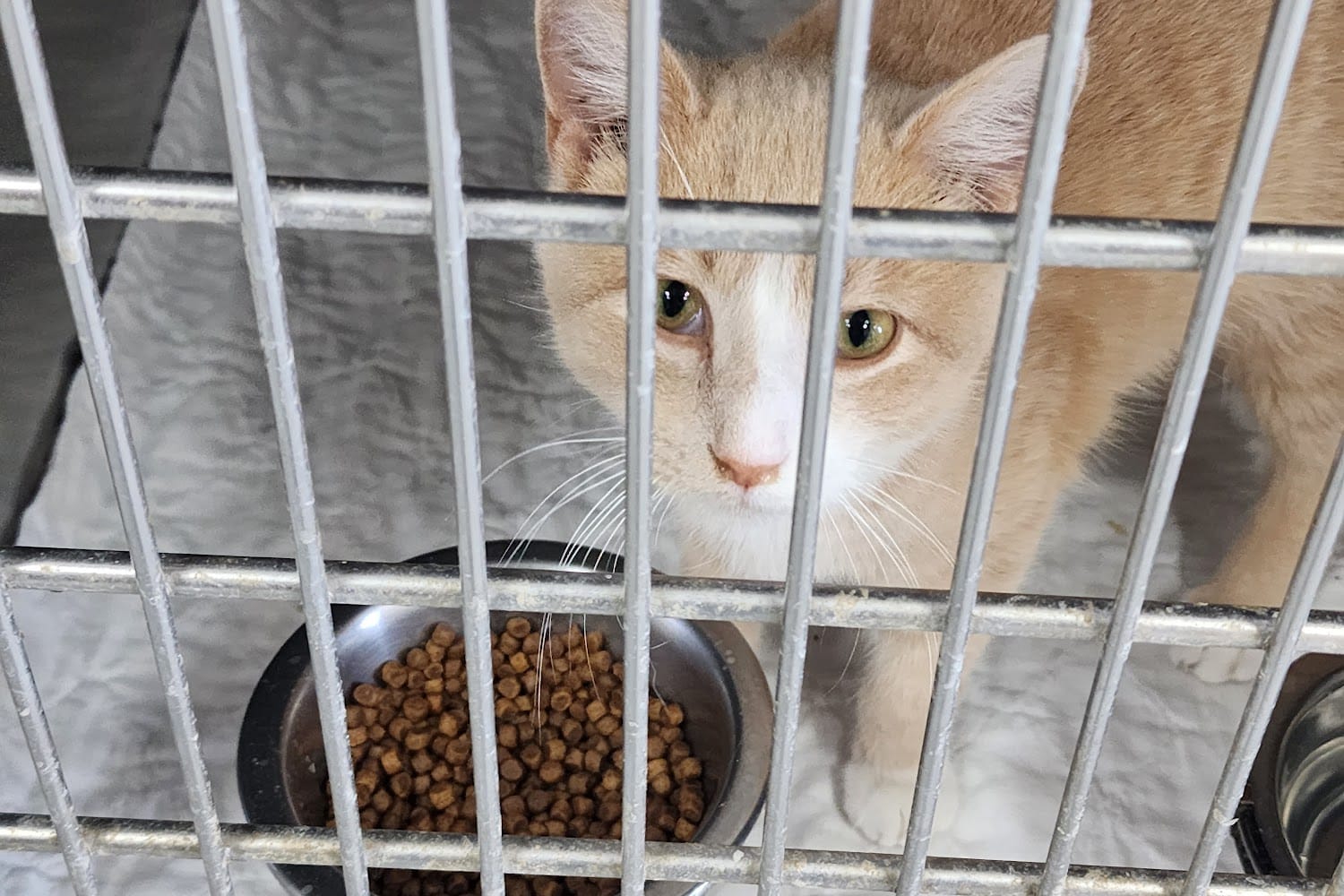 Animal Shelter in Fulton County, IL - The County Office