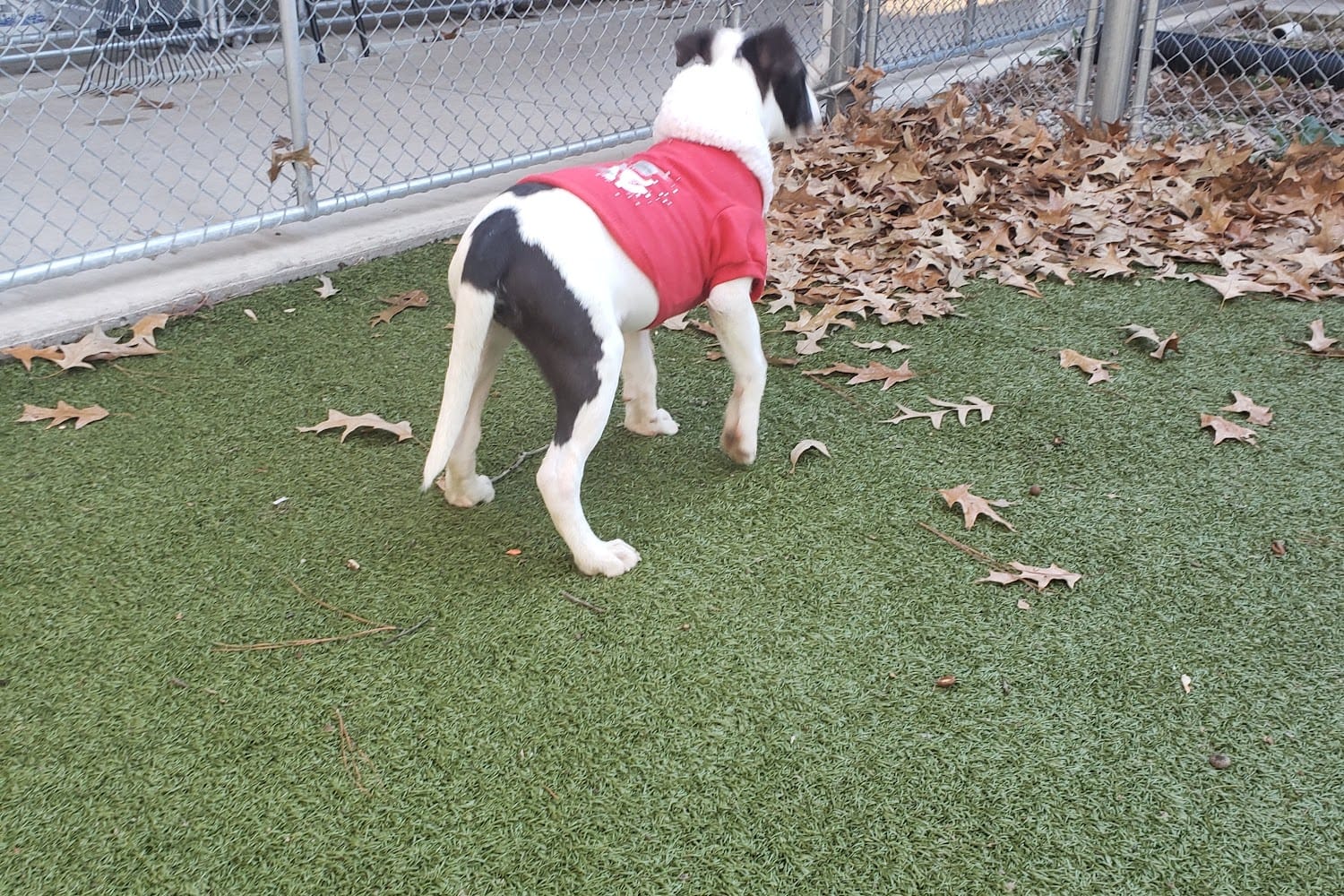 Memphis City Animal Shelter in Memphis, TN - The County Office