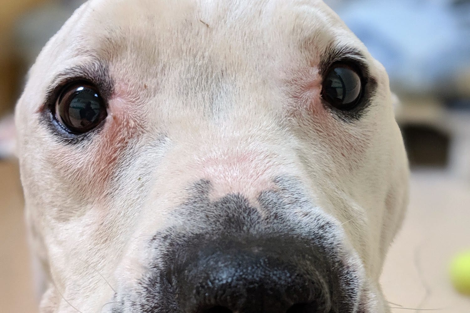 Norcal Aussie Rescue, Inc. in Auburn, CA - The County Office