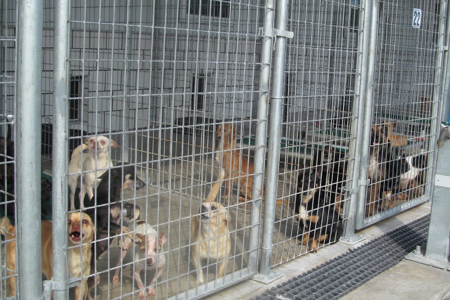 Animal Shelters in Corpus Christi, TX - Find Paw Pal