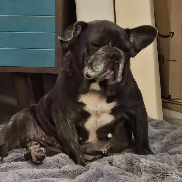 Adopt Mabel Today - Pets TheCountyOffice