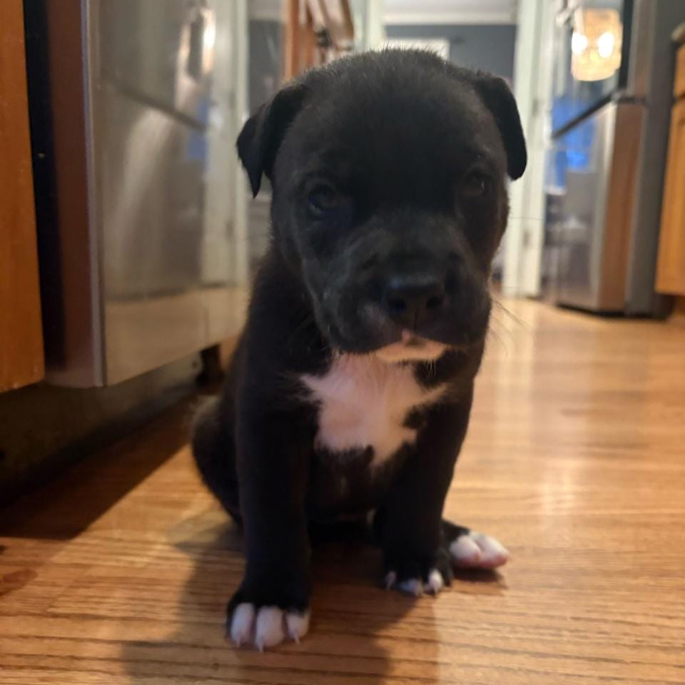 Adopt Touch Down Today - Pets TheCountyOffice