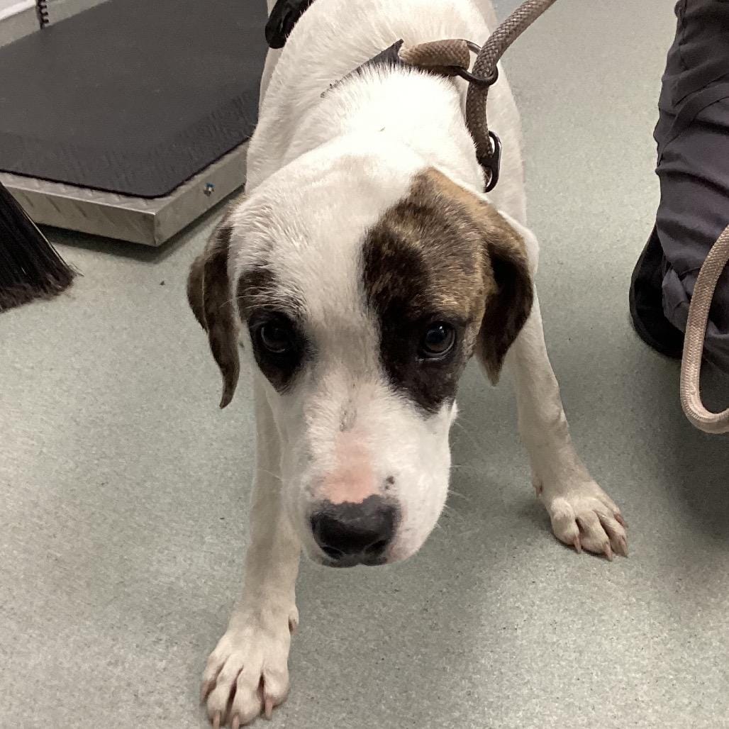 Adopt Ireland Today - Pets TheCountyOffice