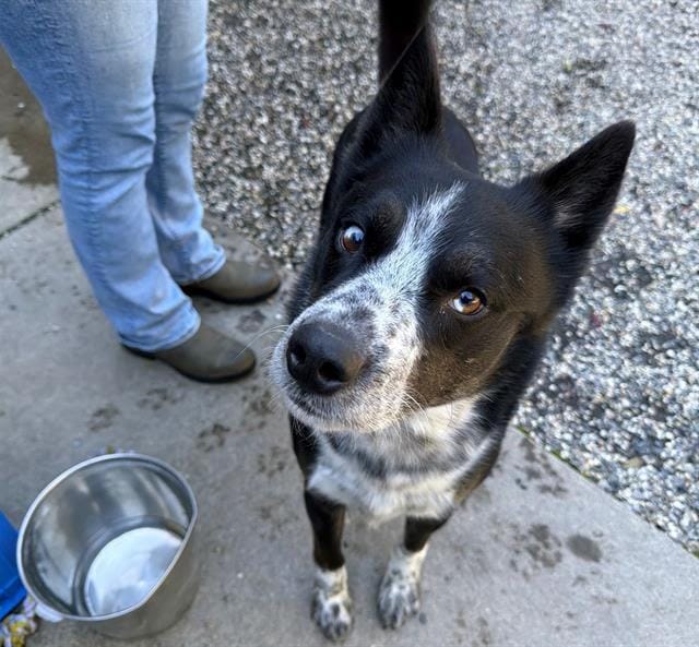Adopt Curly Today - Pets TheCountyOffice