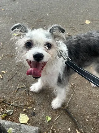 Adopt Benji Today - Pets TheCountyOffice