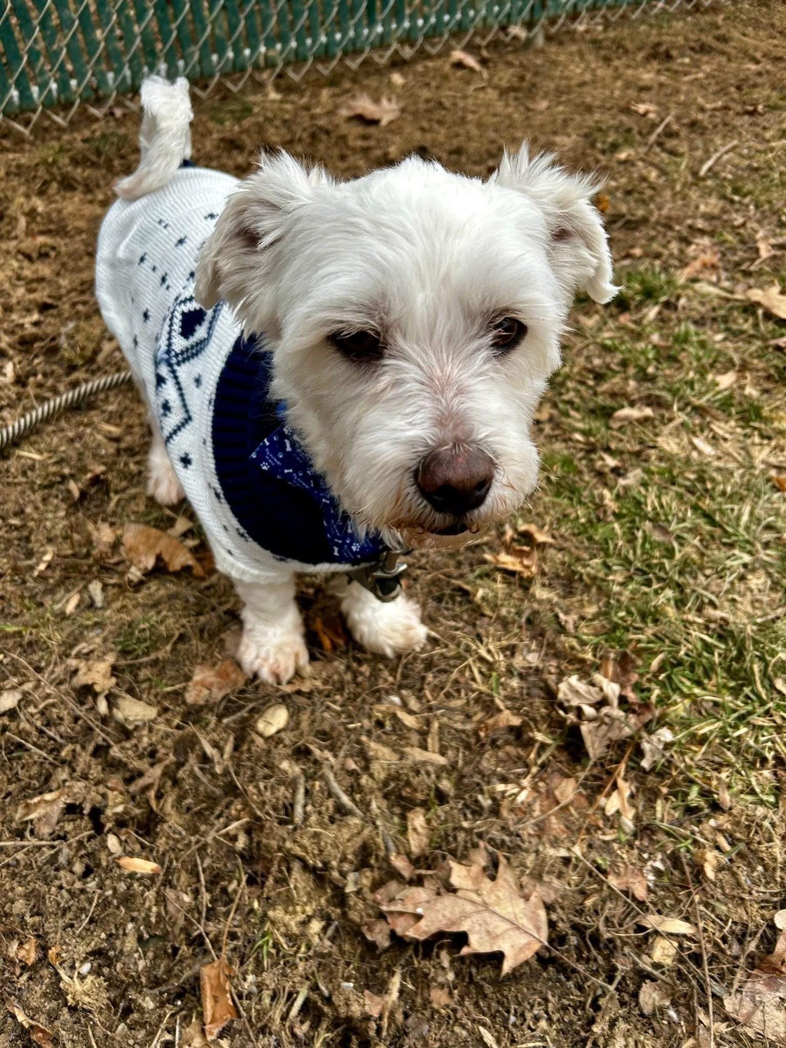 Adopt Jimmy Chew Today - Pets TheCountyOffice