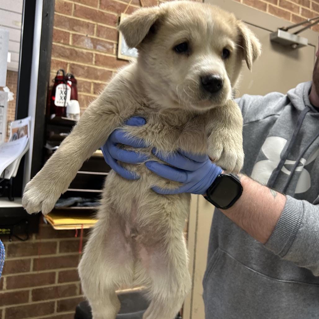 Adopt Twinkle Today - Pets TheCountyOffice