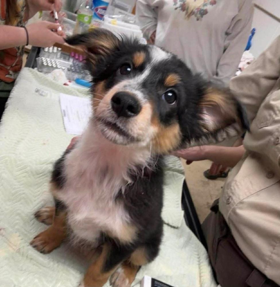 Adopt Leroy Stillwell Today - Pets TheCountyOffice