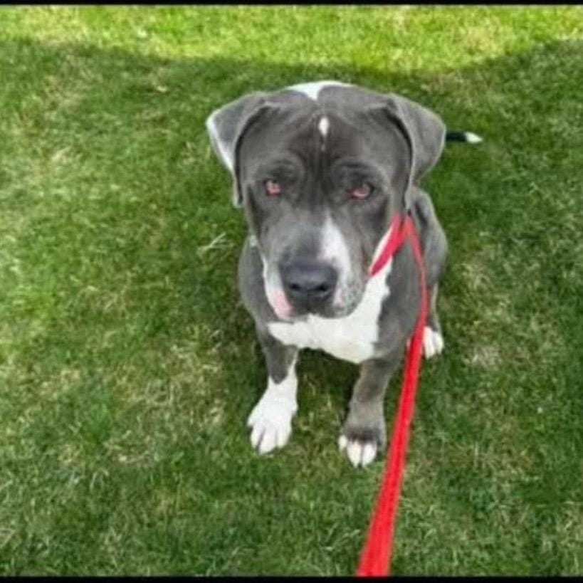 Adopt Ricky Today - Pets TheCountyOffice