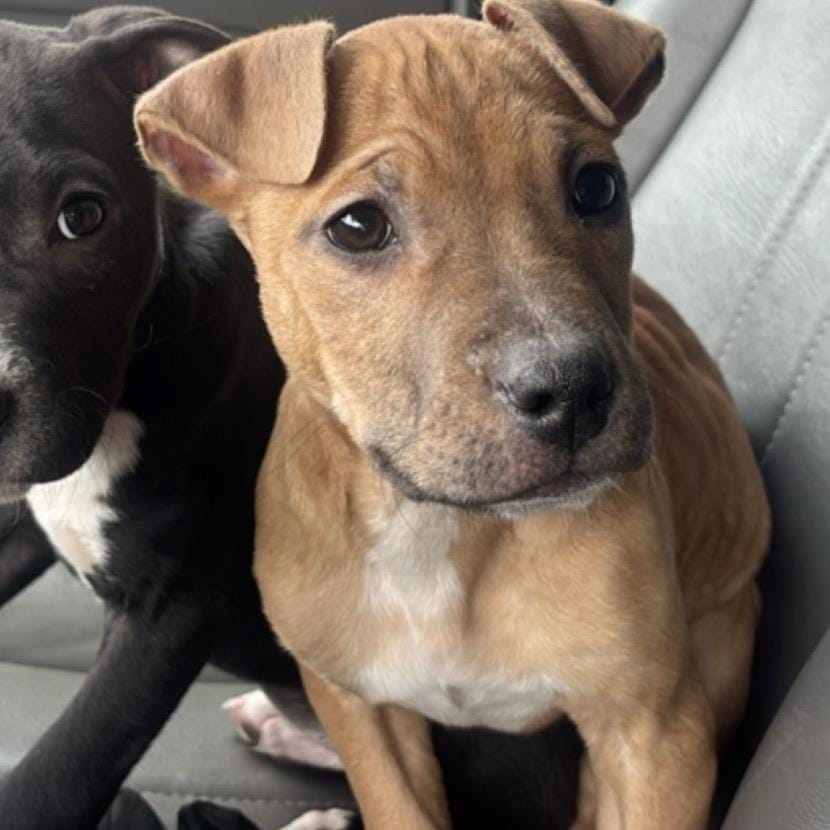 Adopt Taffy Today - Pets TheCountyOffice