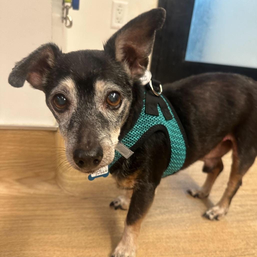 Adopt Double Dribble Today - Pets TheCountyOffice