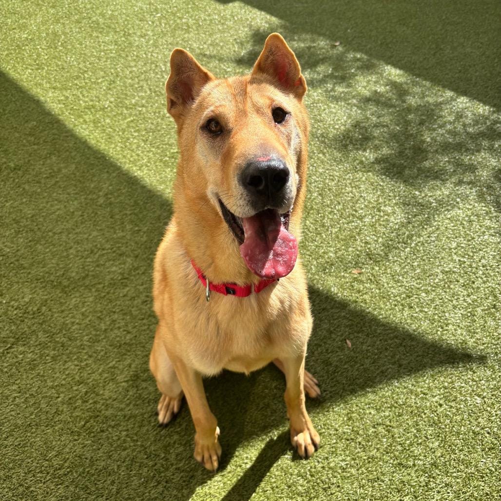 Adopt Queen Today - Pets TheCountyOffice