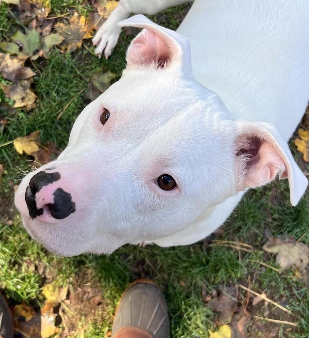 Adopt Chico ~ LOCAL GUY who is ready to be your running partner! Today ...