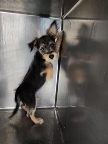 Adopt Grace Today - Pets TheCountyOffice