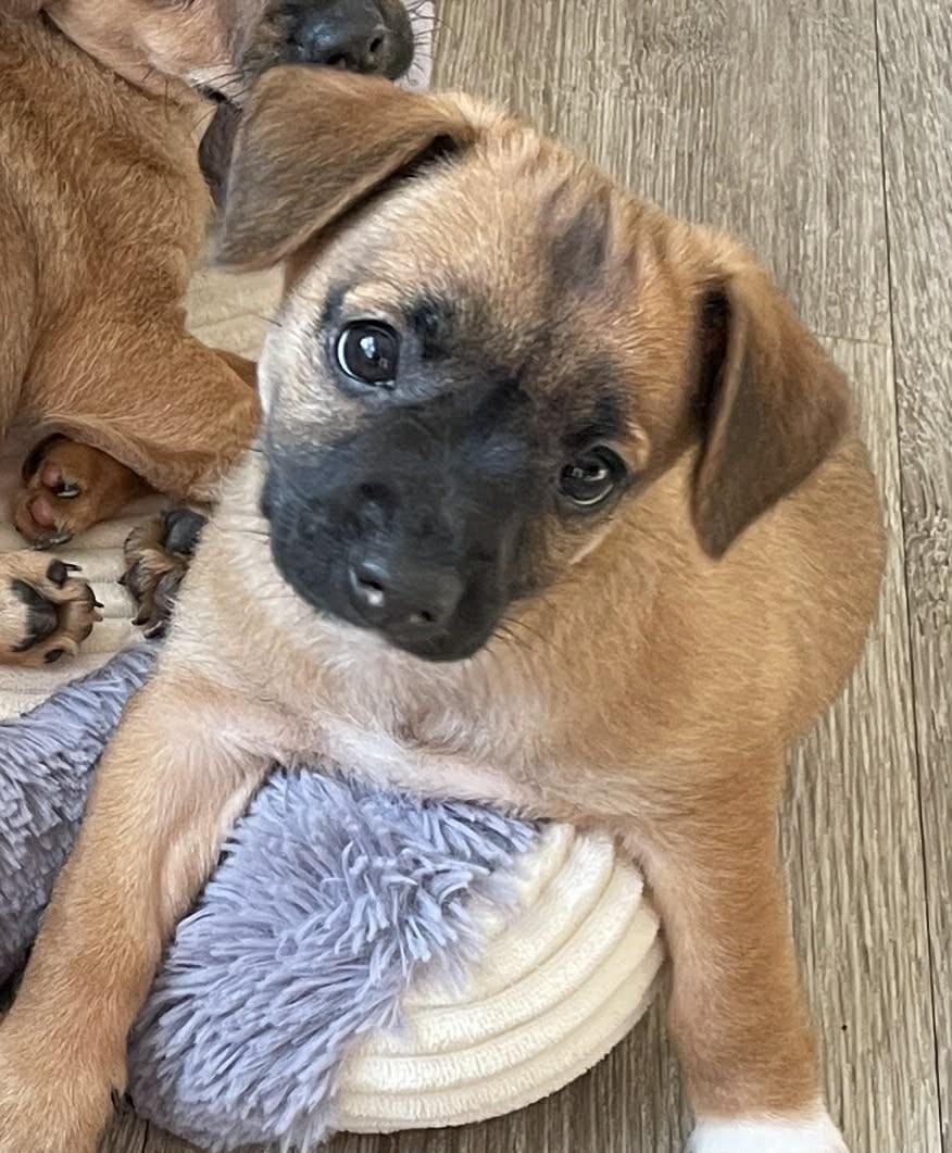 Adopt Kai (watch my video) Today - Pets TheCountyOffice