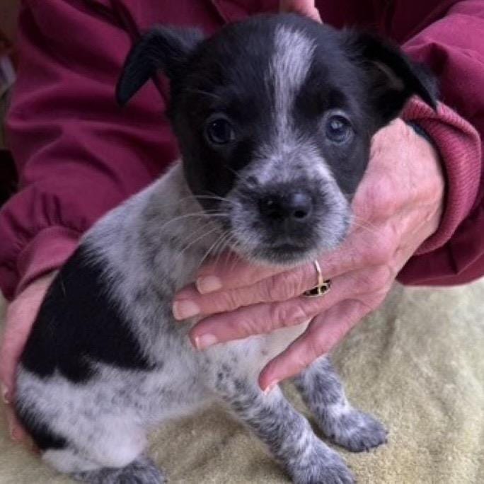 Adopt Freya Today - Pets TheCountyOffice
