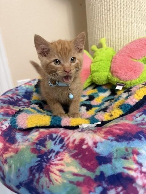Adopt Boyce Today - Pets TheCountyOffice