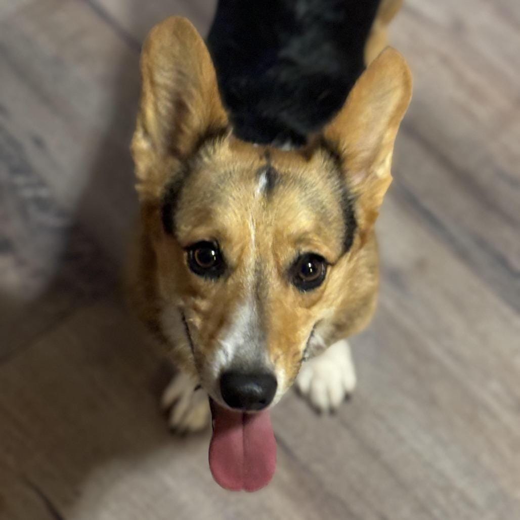 Adopt Buddy Today - Pets TheCountyOffice